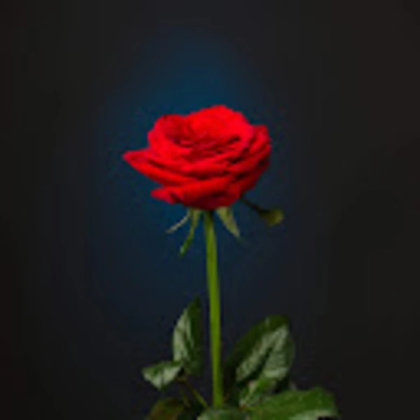 Jennifer Anderson | profe.social